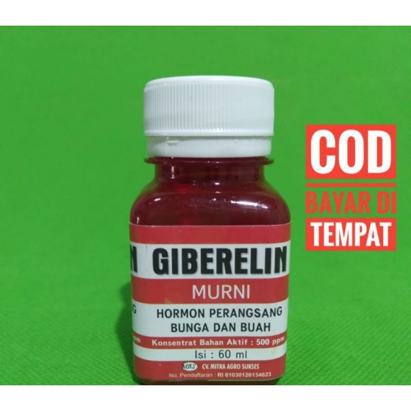 Jual Hormon giberelin zpt buah zat kemasan 60ml 100% original | Shopee ...