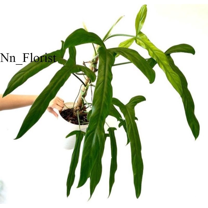 Jual philodendron holtonianum/holto #philodendronholto # ...