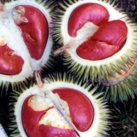 Jual LANGKA Bibit Durian Lahung Asli dari Pedalaman Hutan Kalimantan ...