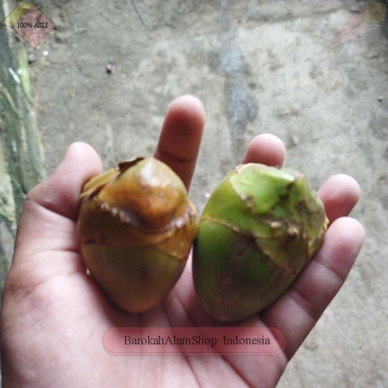 Jual tembuluk, buluk per 10 buah herbal alami | Shopee Indonesia