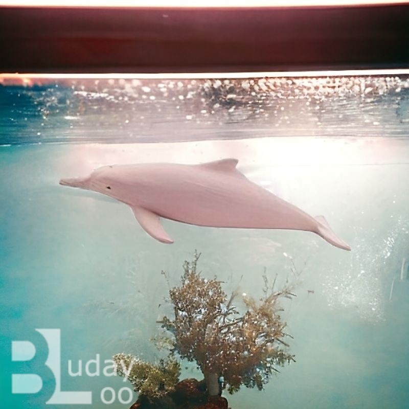 Jual Figure Mainan Miniatur Ikan Lumba Lumba Pink Indo Pacific Humpback ...