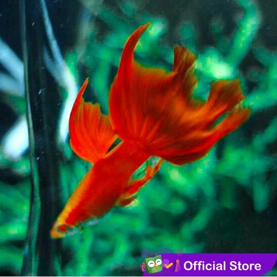 Jual Guppy Albino Full Red Swallow Ribbon / AFRSWR / Ikan Hias Air Tawar | Shopee Indonesia