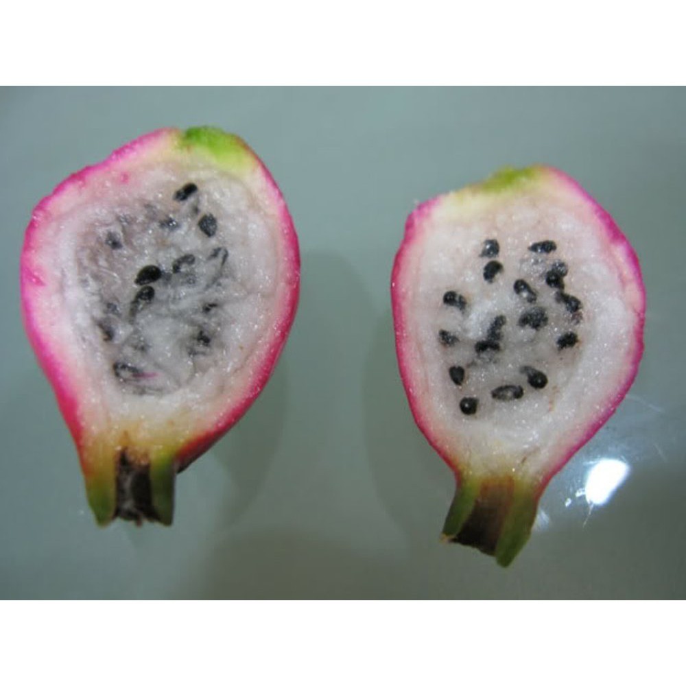 Jual Bibit Tanaman Buah Wijaya Kusuma Buah Naga Mini (epiphyllum ...