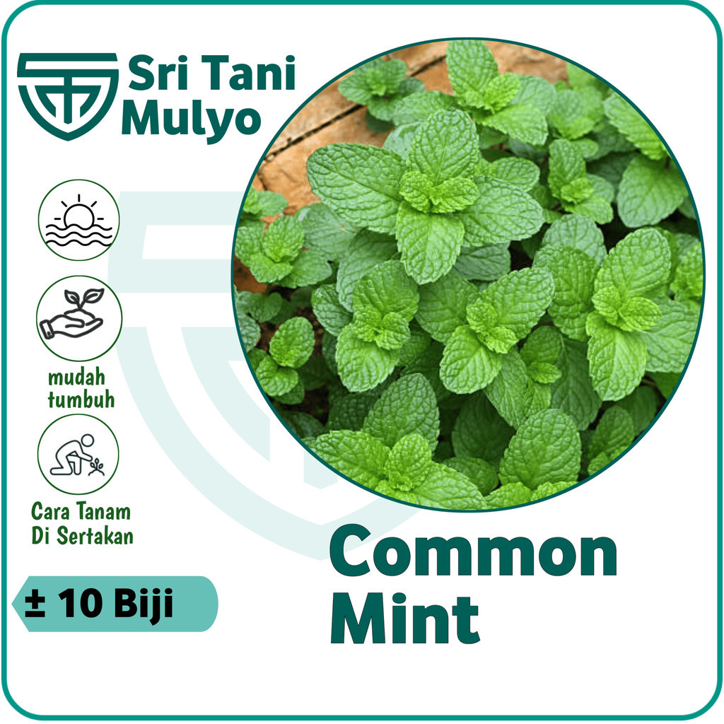 Jual 10 Biji - Benih COMMON MINT HERBAL - Benih Herbal Import Mint ...
