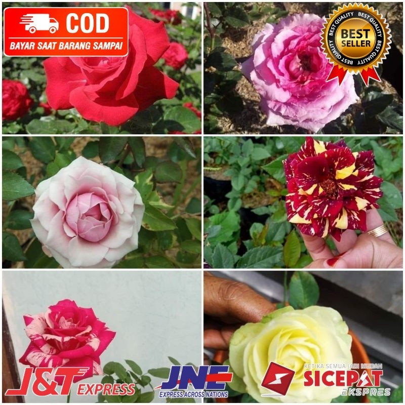 Jual ( BISA BAYAR DI TEMPAT ) SUDAH BERBUNGA Tanaman Hias Mawar / Bunga ...