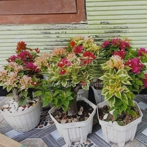 Jual bonsai tanaman bougenville 3 warna variegata - bonsai bogenvil ...