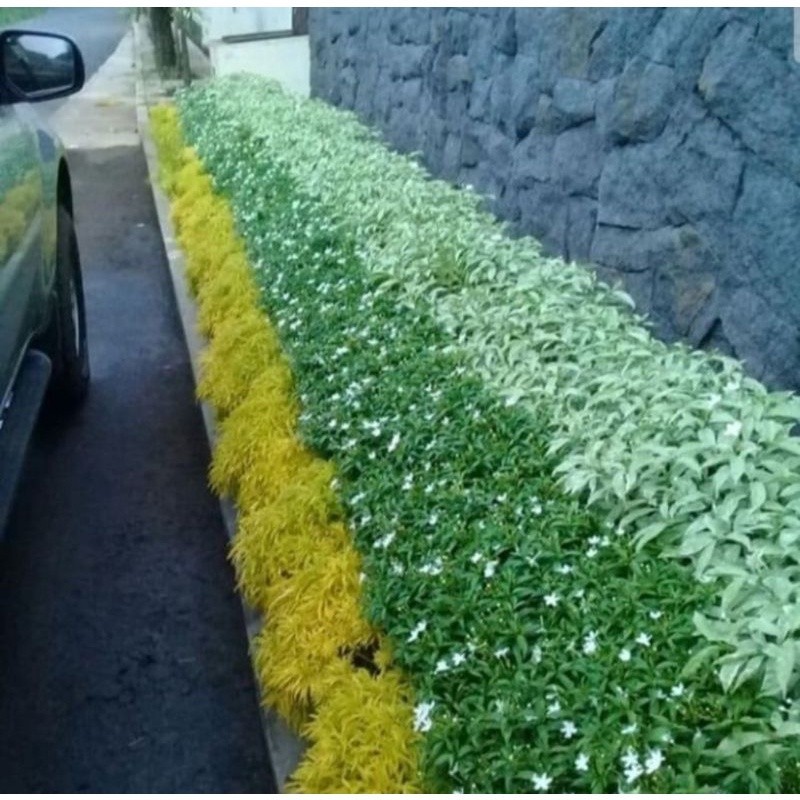 Jual Paket 3 tanaman hias - Brokoli Kuning - Rembosa Mini - Rembosa ...