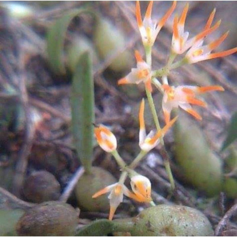 Jual anggrek mini bulbophyllum triflorum | Shopee Indonesia