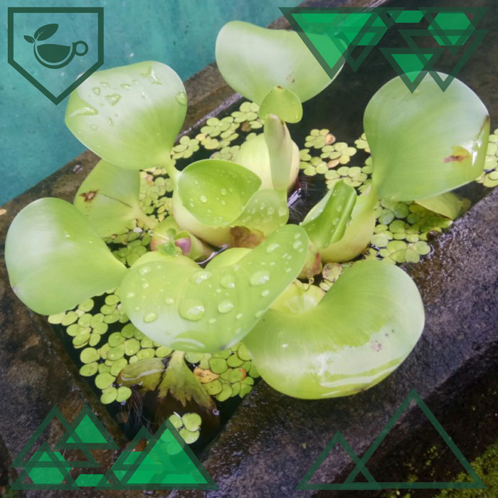 Jual Eceng Gondok, Water Hyacinth (Eichhornia Crassipes) | Shopee Indonesia