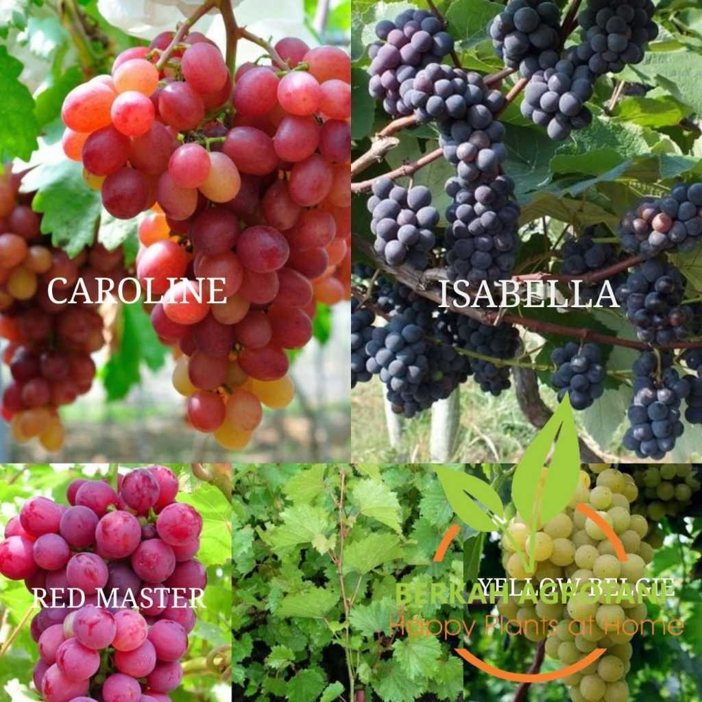 Jual BIBIT ANGGUR 1 PAKET ISI 4 JENIS ANGGUR (CAROLINE, YELLOW BELQI ...