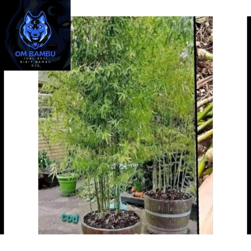 Jual bibit bambu japang | Shopee Indonesia