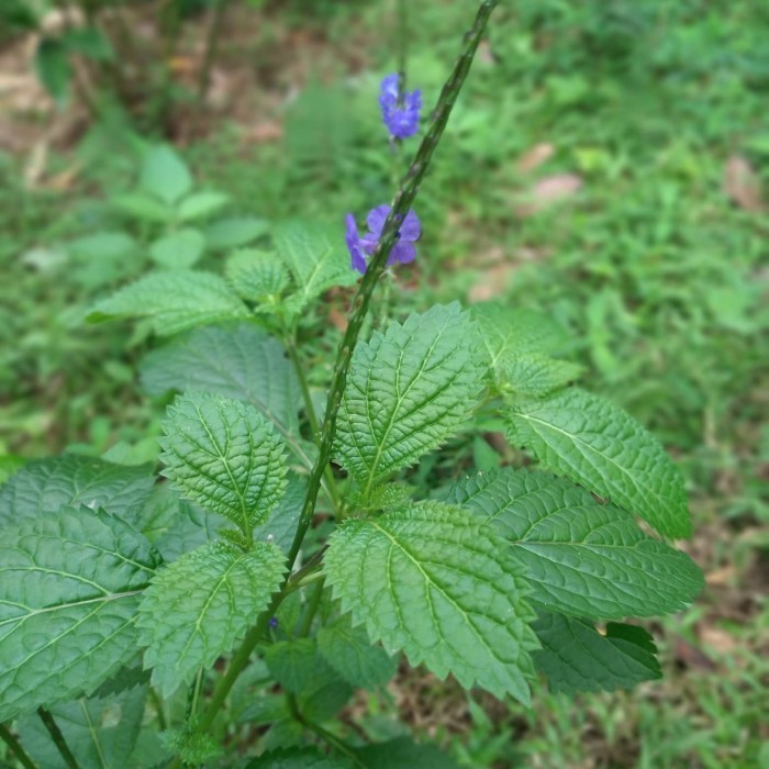 Jual Tanaman pecut kuda atau jarong | Shopee Indonesia