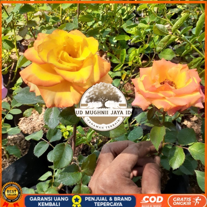 Jual TANAMAN HIAS BUNGA MAWAR ORANGE JUMBO SUDAH BERBUNGA Bibit Tanaman ...
