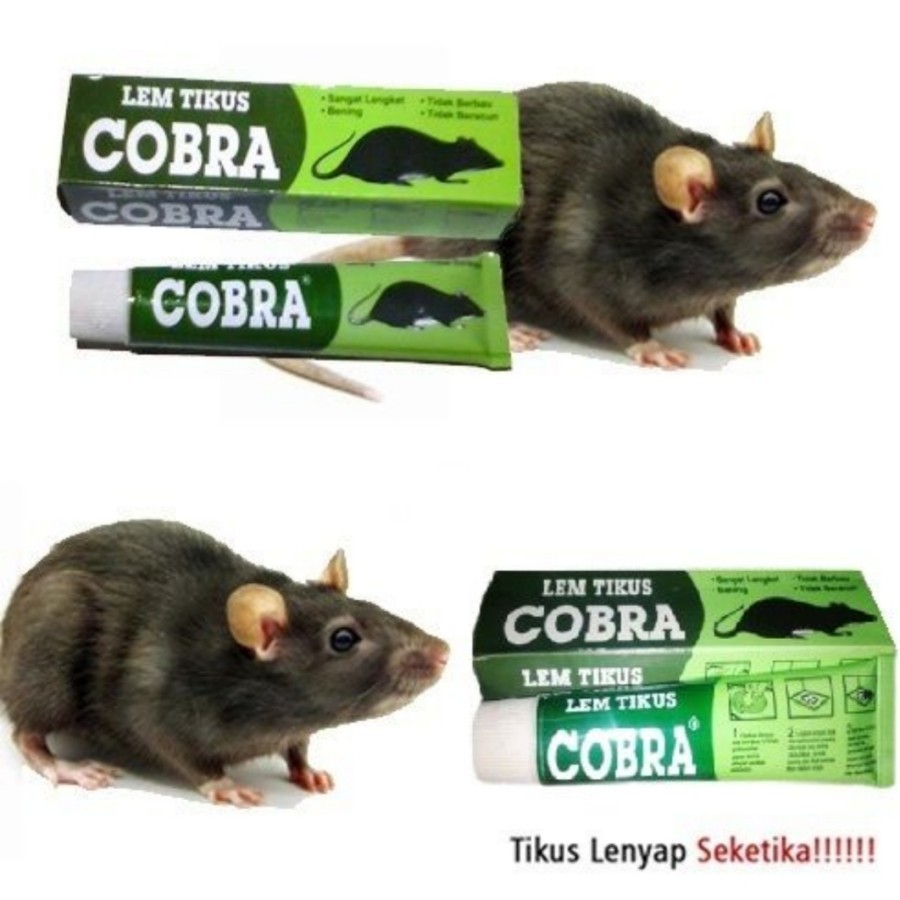 Jual LEM TIKUS COBRA PERANGKAP TIKUS AMPUH SUPER LENGKET Lem Cobra ...