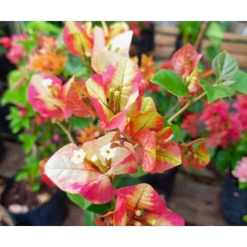 Jual Bibit bunga hias bugenvil citra monduring (belum berbunga ...