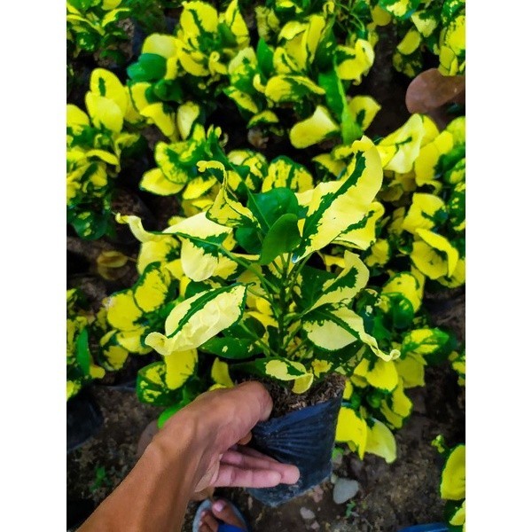 Jual Tanaman Hias Puring Endok Kuning Cantik Puring Bulat Hidup Bunga ...