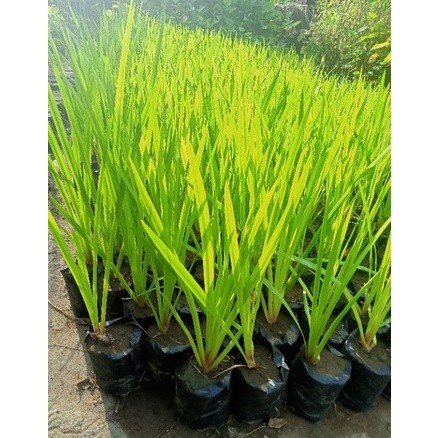 Jual Tanaman Herbal Daun DLINGO - DRINGO - JERANGAU Tanaman Herbal ...