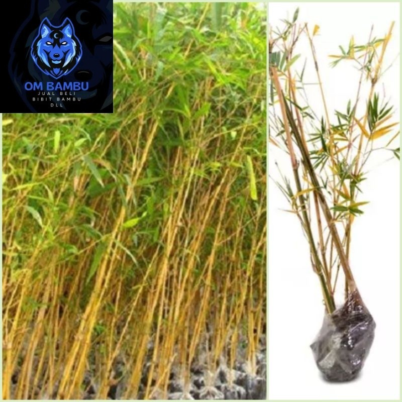 Jual tanaman hias bambu kuning | Shopee Indonesia