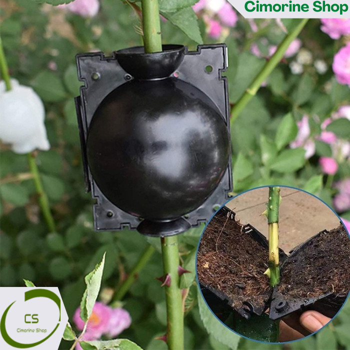 Jual BOLA CANGKOK MODERN INOVASI DALAM DUNIA PERKEBUNAN CS | Shopee ...