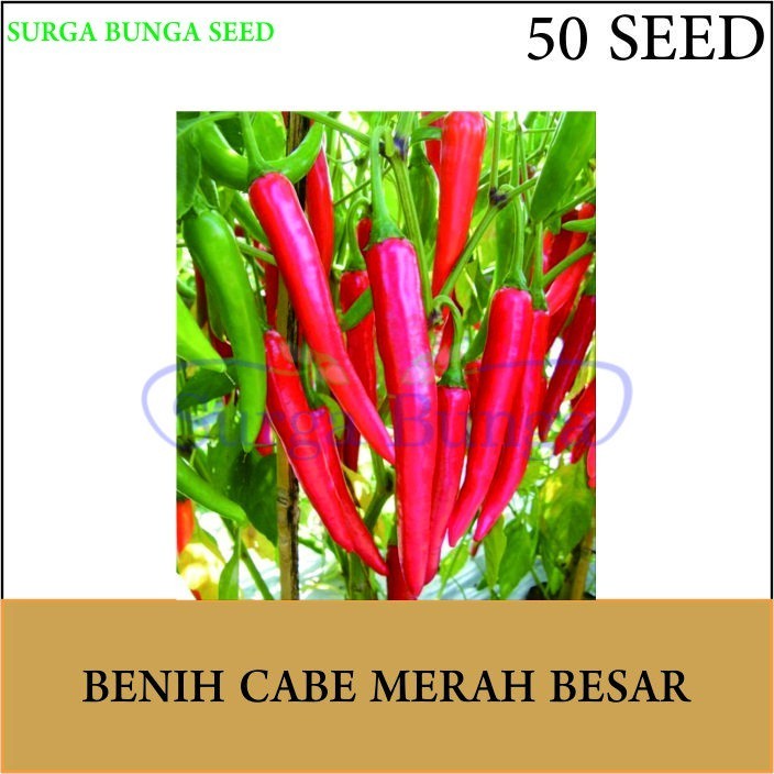 Jual Benih Unggul Tanaman Cabai Merah Besar (Capsium annuum L ...