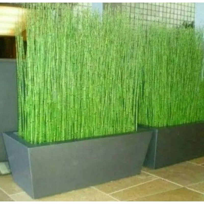 Jual Tanaman Bambu Air / Tanaman Bambu Hoki super rimbun Segar cantik ...