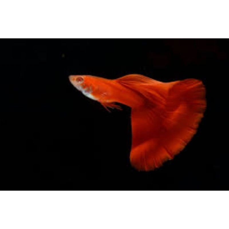 Jual promo gacor Ikan Guppy Merah Grade A (guppy AFR) | Shopee Indonesia