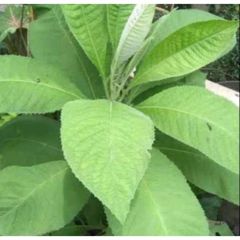 Jual Daun sembung segar- Daun sembung fress 100gram | Shopee Indonesia