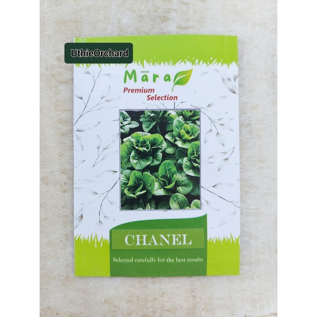 Jual Mara Premium Selection - Benih Lettuce Mini Romaine Chanel 2 gr | Shopee Indonesia