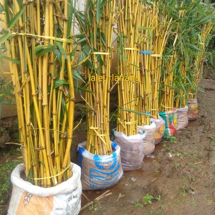Jual bibit bambu kuning ukuran tinggi 1 meter | Shopee Indonesia