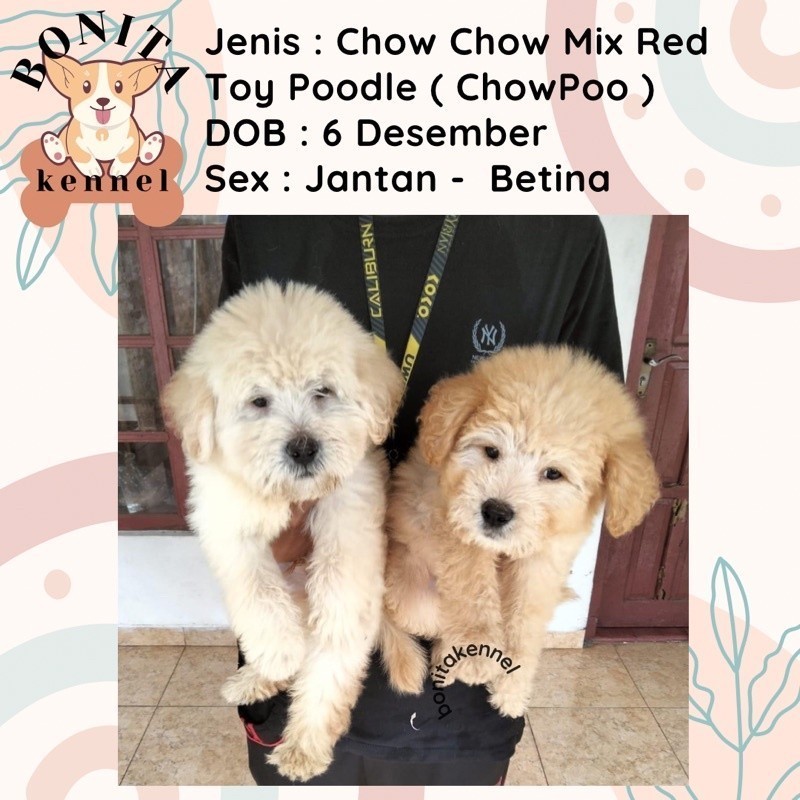 Jual Chow Chow Mix Red Toy Poodle Anak Anjing Chow Chow Poodle Chowpoo | Shopee Indonesia