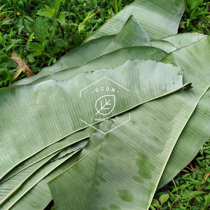 Jual new.. Daun Pisang FRESH 1kg | Shopee Indonesia
