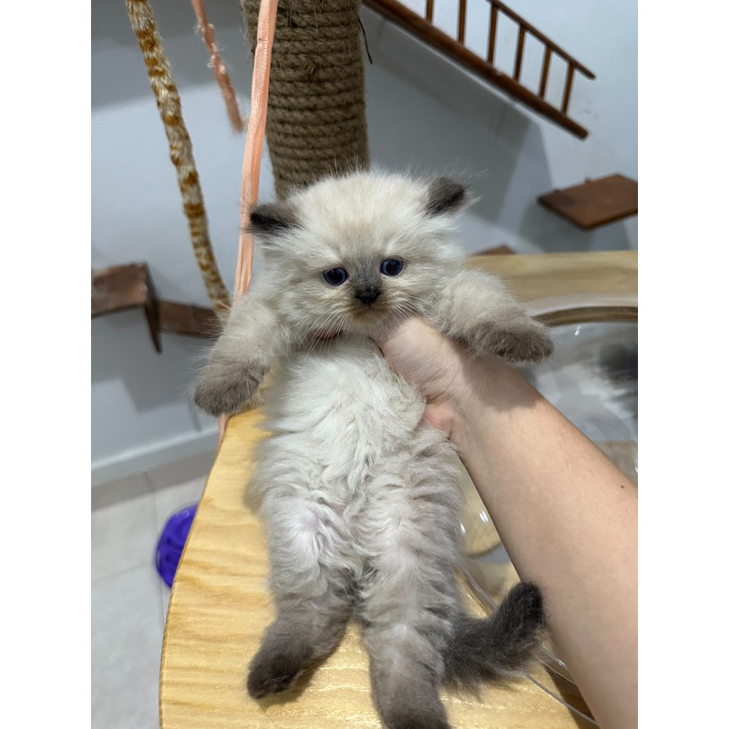 Jual kucing kitten ragdoll mix himalaya sealpoint blue eyes | Shopee ...