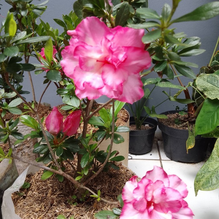 Jual tanaman hias bunga Azalea parian warna tinggi 35m 40cm rimbun ...