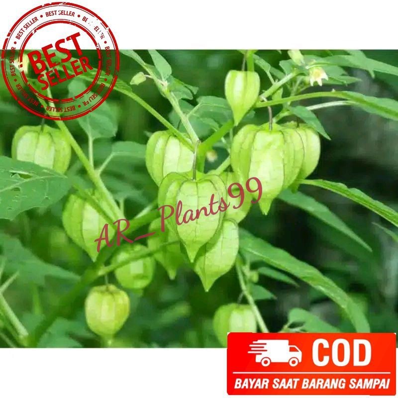 Jual DAUN CIPLUKAN SEGAR | DAUN CECENDET 500 gram | Shopee Indonesia