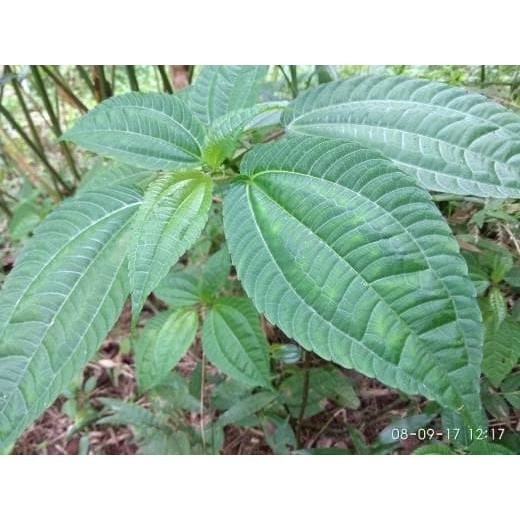 Jual COD Daun Pohpohan Poh pohan lalap sunda segar Terlaris ready ...