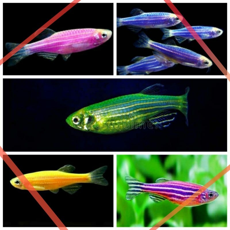 Jual hias tanaman ikan zebra danio tetra / ikan hias danio zebra / ikan ...