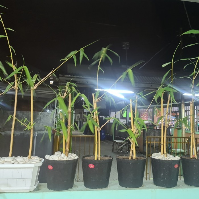 Jual Bambu kuning hias cantik bibit murmer | Shopee Indonesia