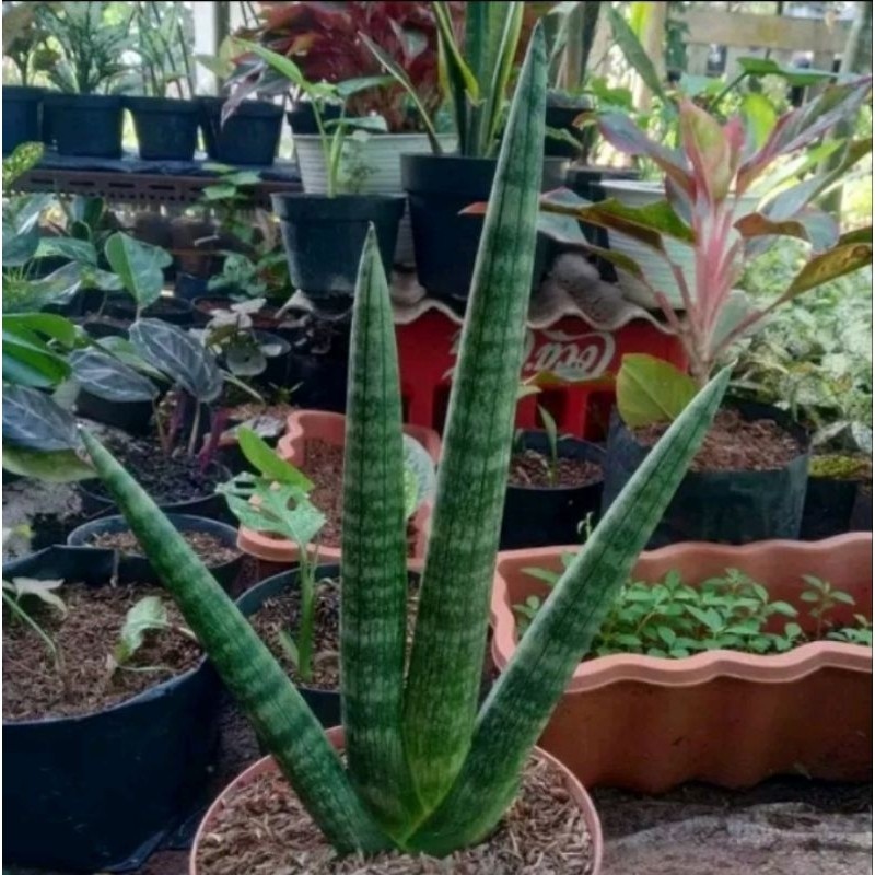 Jual tanaman sansivera chylindrica belut tanaman hias indor out dor ...