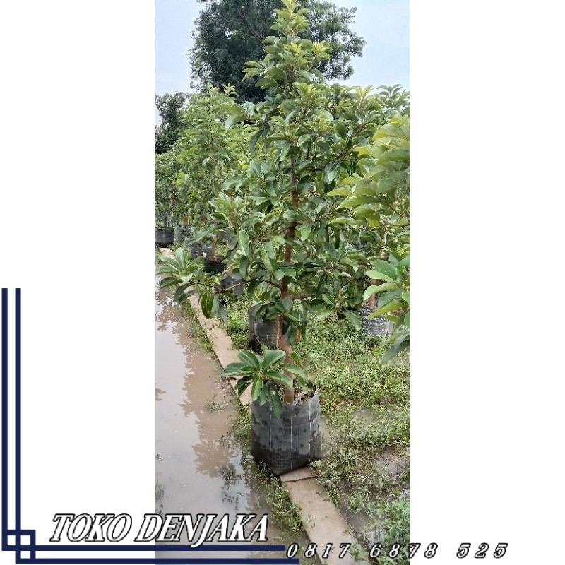 Jual INDUKAN ALPUKAT SUBANG Batang Besar (Gratis Ongkir Seluruh Pulau ...