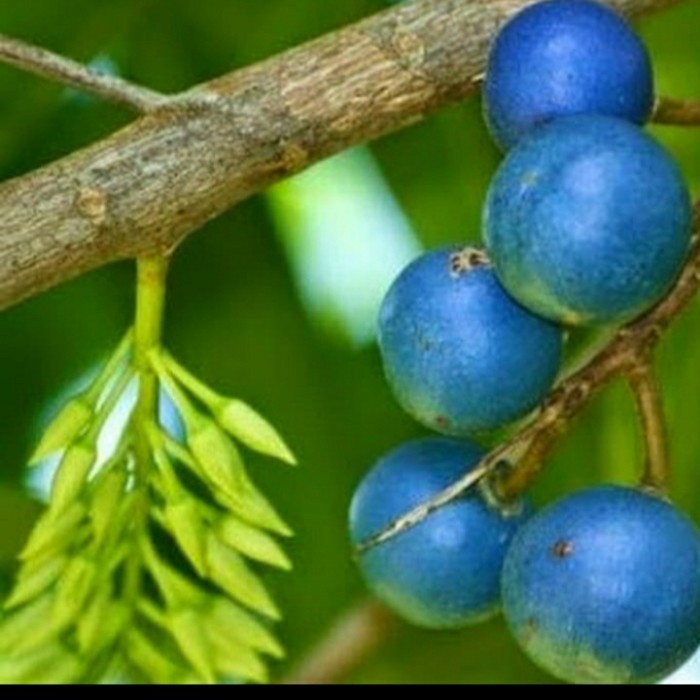 Jual BIBIT POHON GENITRI/ BIBIT POHON JENITRI BUAH TITISAN DE SI ...