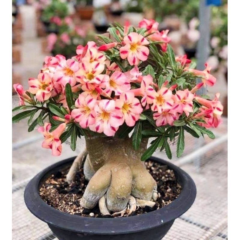 Jual Adenium Bunga Tumpuk - Tanaman Hias Adenium Kemboja Jepang - Bunga ...