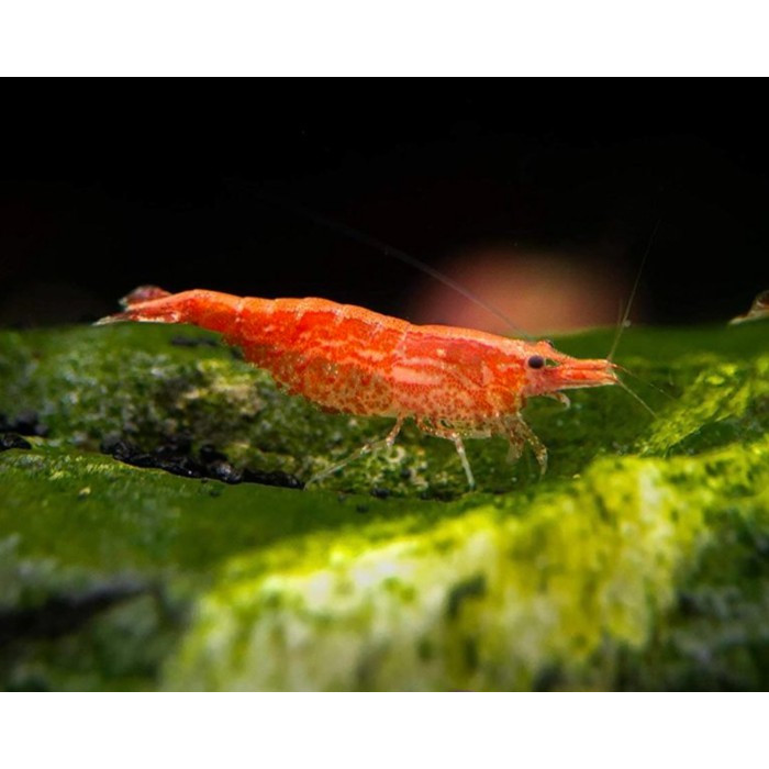 Jual Udang Hias Aquascape Red Cherry Shrimp Neocaridina | Shopee Indonesia