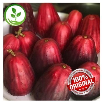 Jual Bibit Jambu Jamaika Jumbo Jambu Bol Asli Tanaman Buah Hasil ...