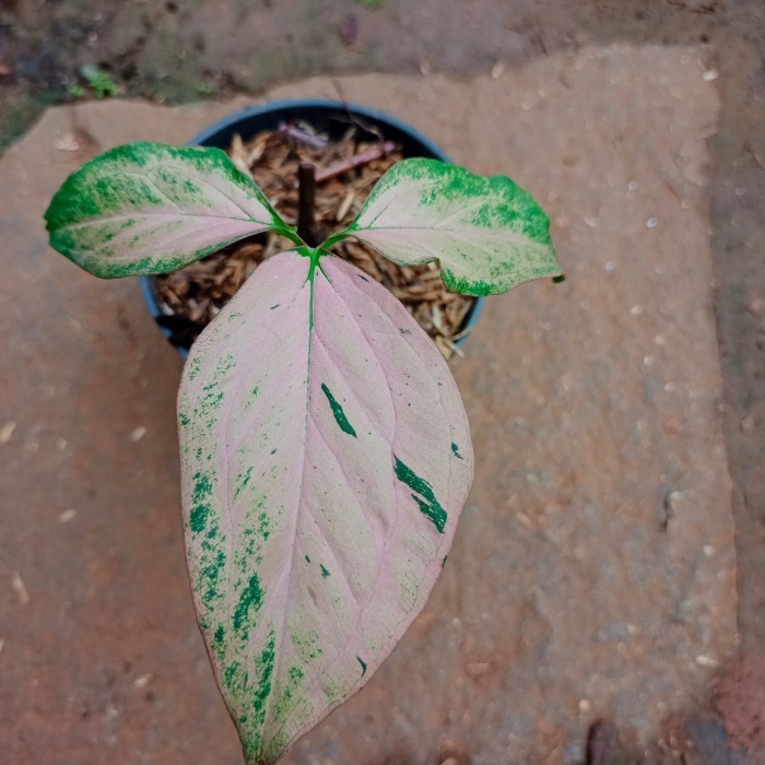 Jual tanaman hias syngonium pink splash 1 daun - tanaman rambat indoor ...