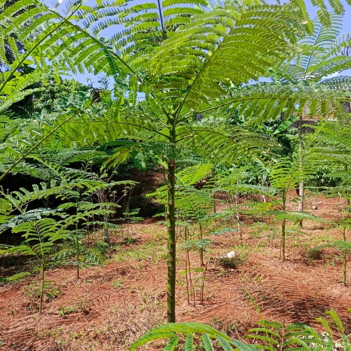 Jual pohon pelindung - pohon solobium - tanaman hias pakis brazil ...