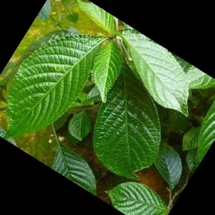 Jual Terbaik tanaman kejibeling per 1 tangkai tanaman pecah beling daun ...