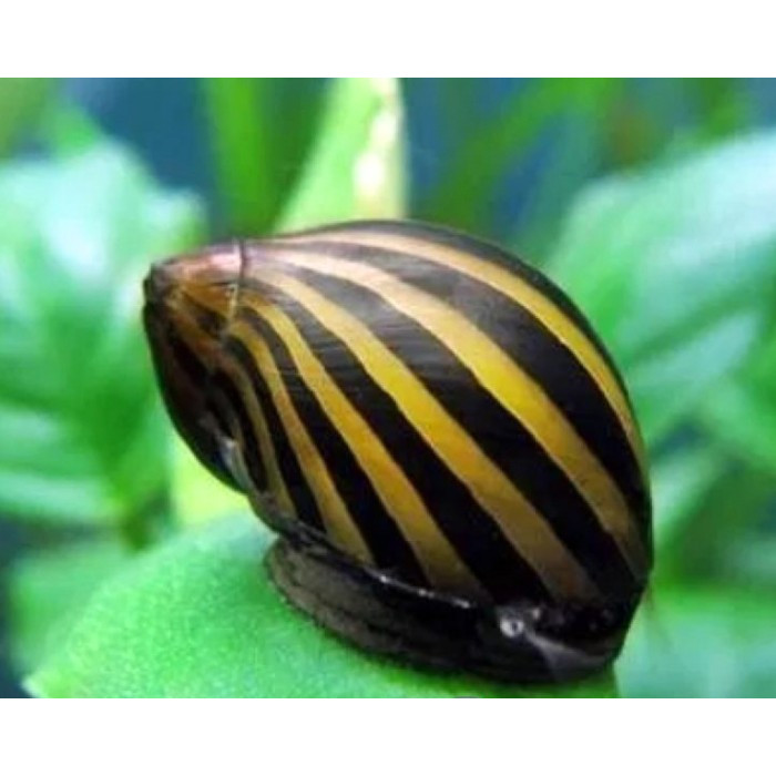 Jual Keong Turbo Snail Zebra Algaeter Algae Eater Aquascape | Shopee ...
