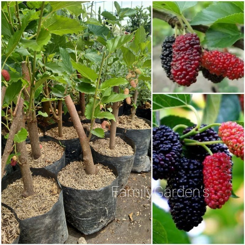 Jual Bibit Tanaman Buah Murbei Jumbo (Berbuah) | Shopee Indonesia
