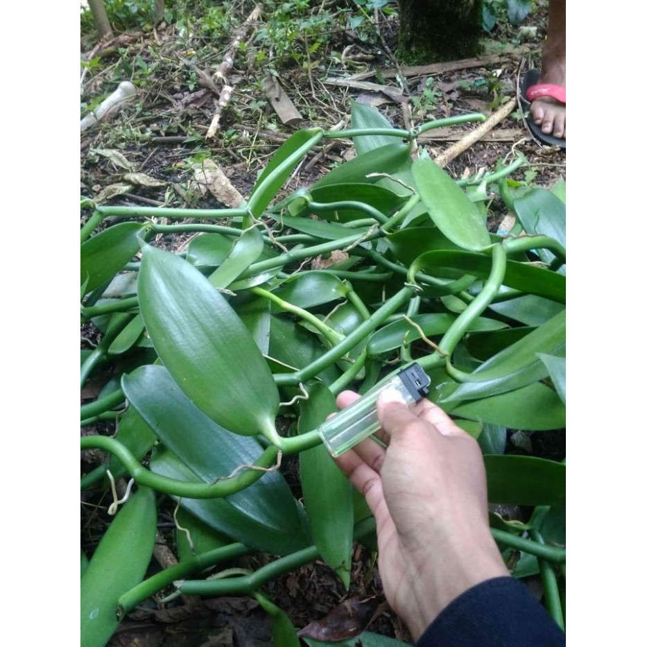 Jual Bibit Vanili Planifolia Stek Vanili 1 Meter Untuk Pertanian Vanili ...