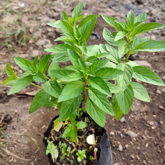 Jual Bibit Tanaman Peppermint - Pohon Daun Rasa Mint - Herbal | Shopee ...